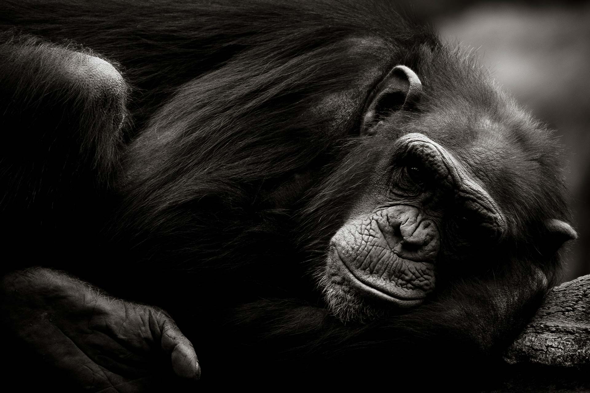 El chimpancé | Federación Levantina de Fotografía