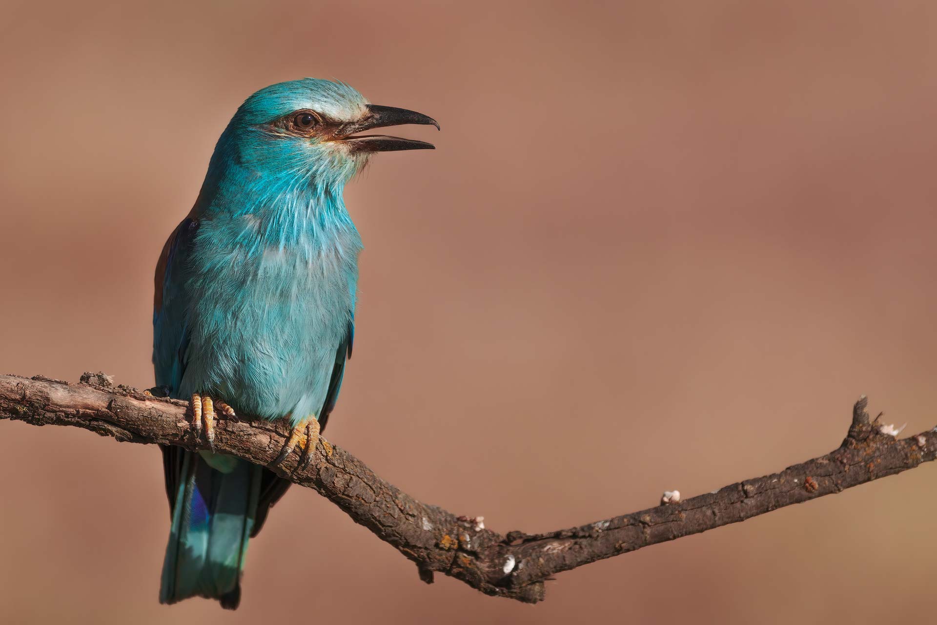 Carraca | Federación Levantina de Fotografía